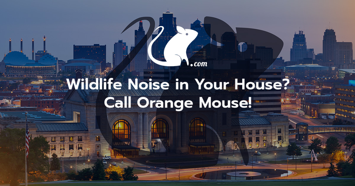 Home Pest Solutions in Kansas City, KS | Orange Mouse